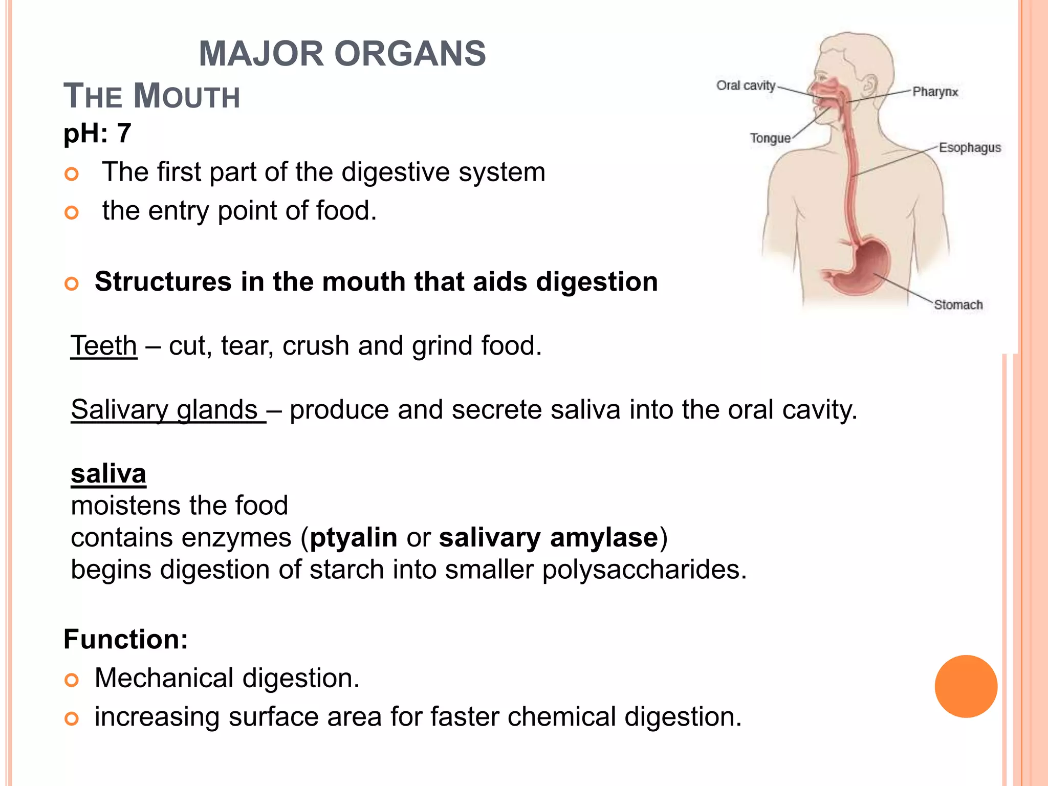 Human digestive system | PPTX