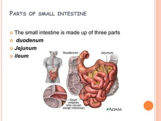 Human digestive system | PPT