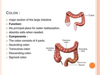 Human digestive system | PPTX