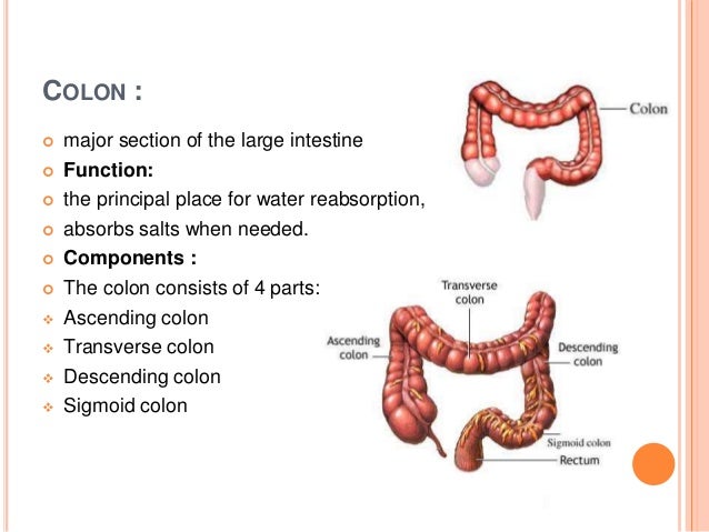 Human digestive system
