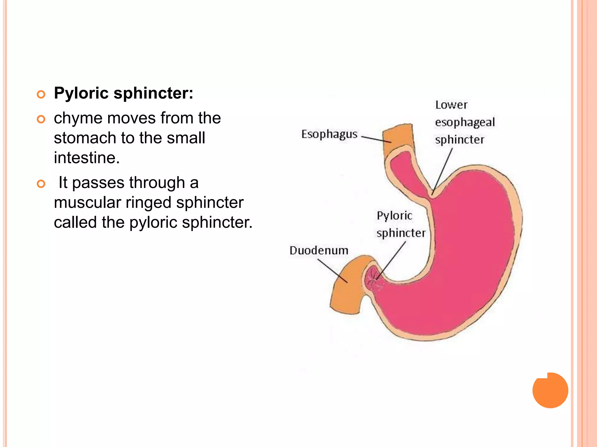 Human digestive system | PPTX