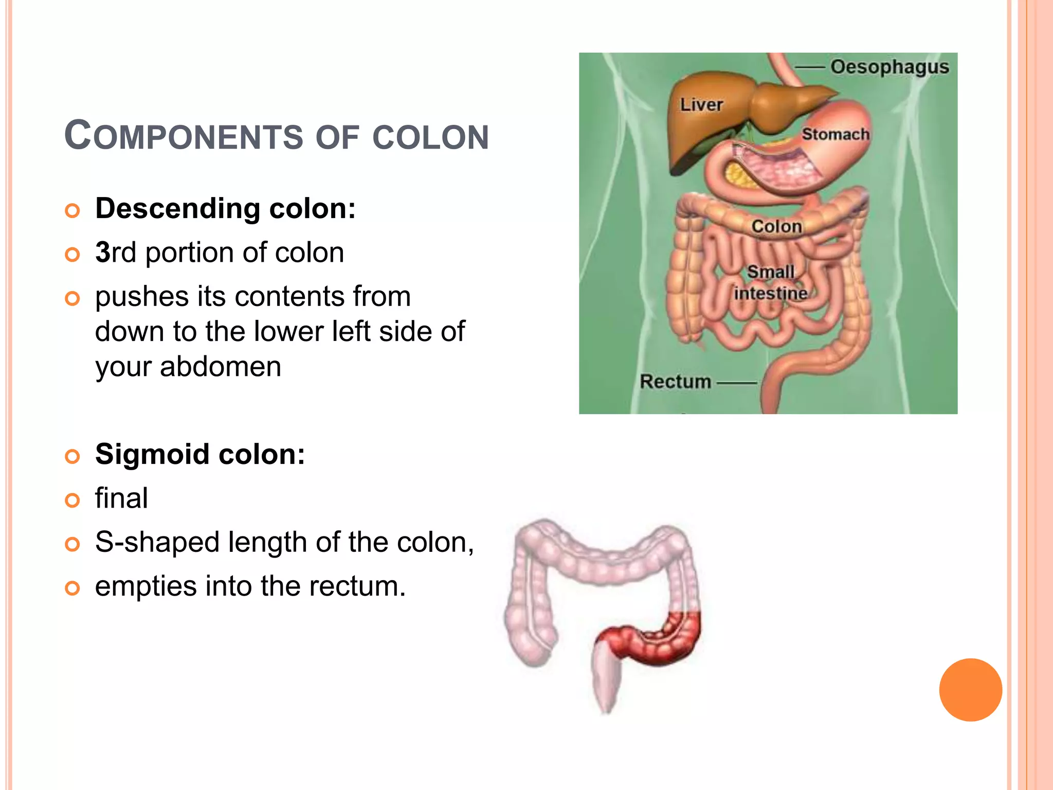 Human digestive system | PPTX