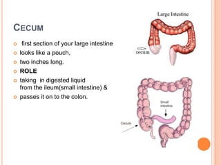 Human digestive system | PPTX