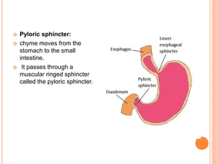 Digestive System Esophagus Function