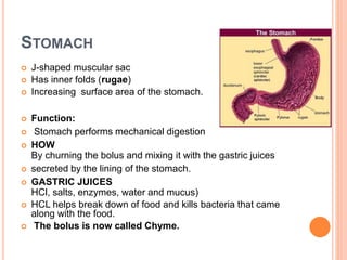 Human digestive system | PPTX