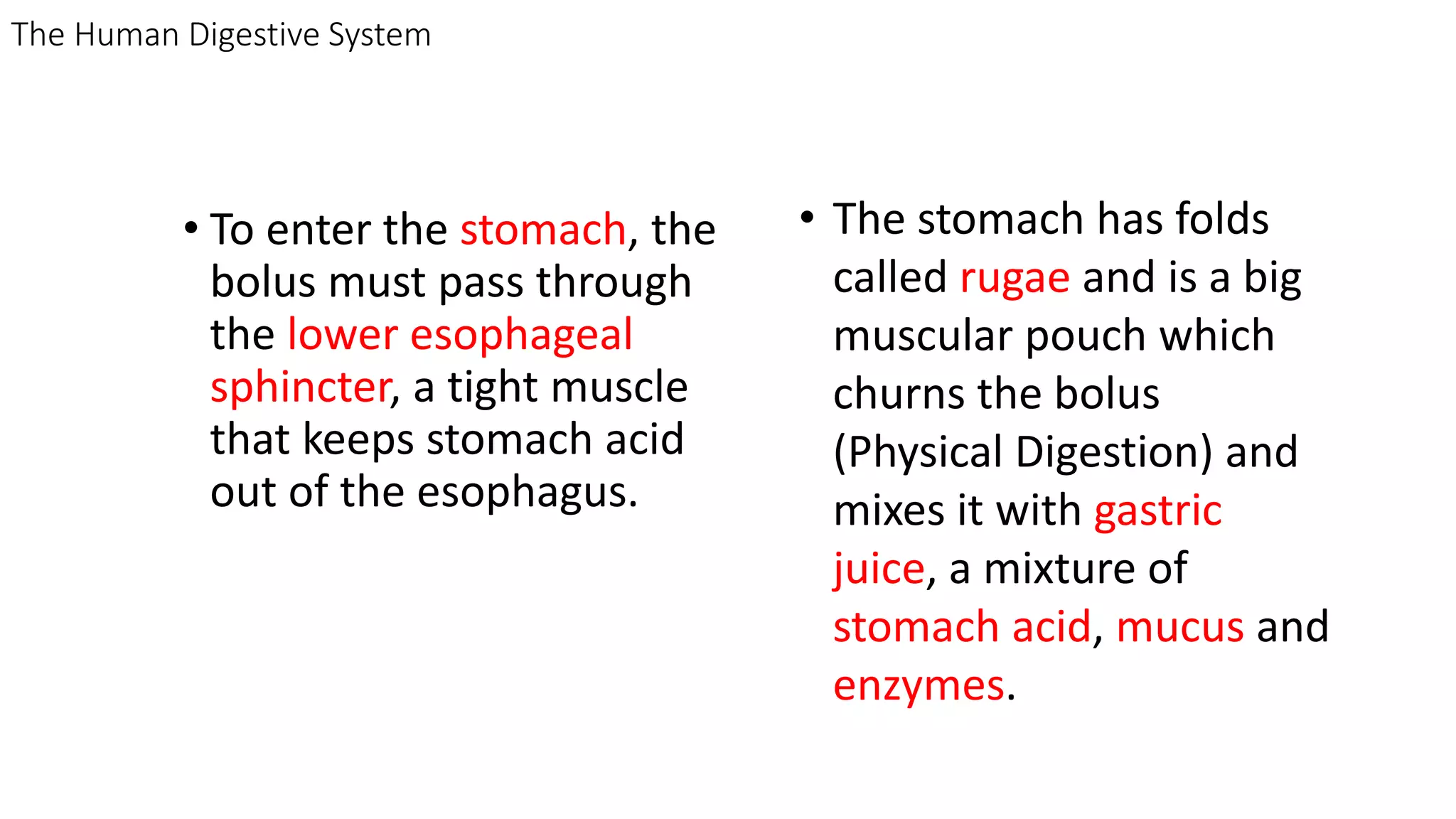 Human Digestive System | PPTX