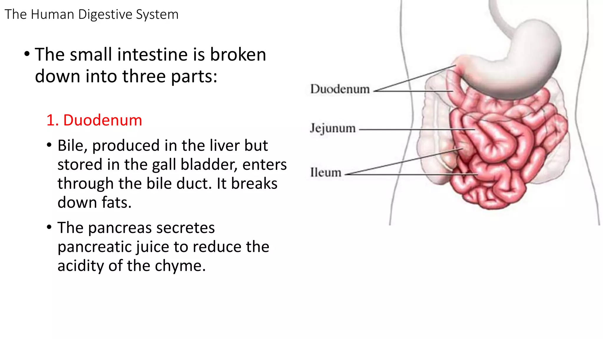 Human Digestive System | PPTX