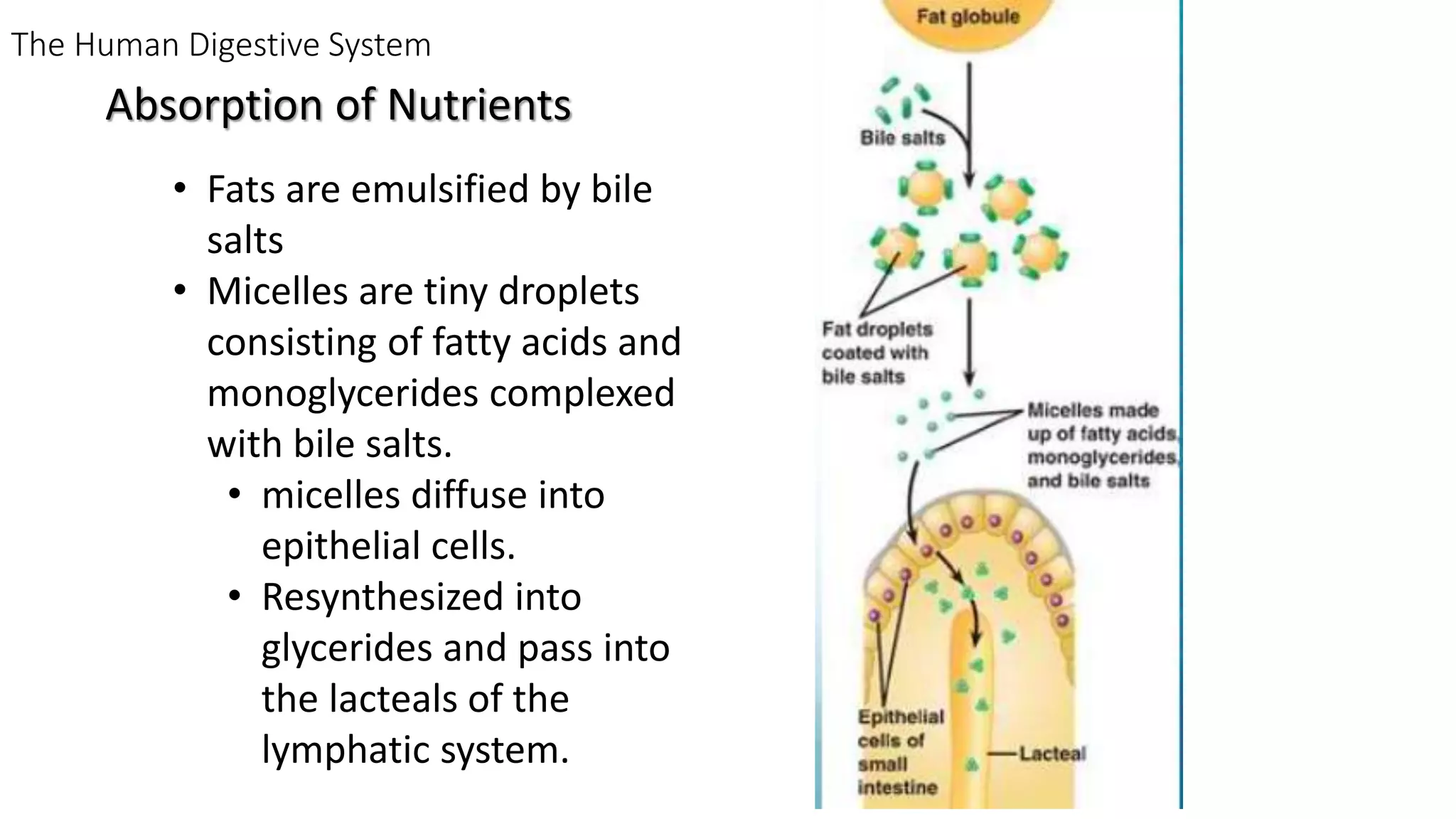 Human Digestive System | PPTX