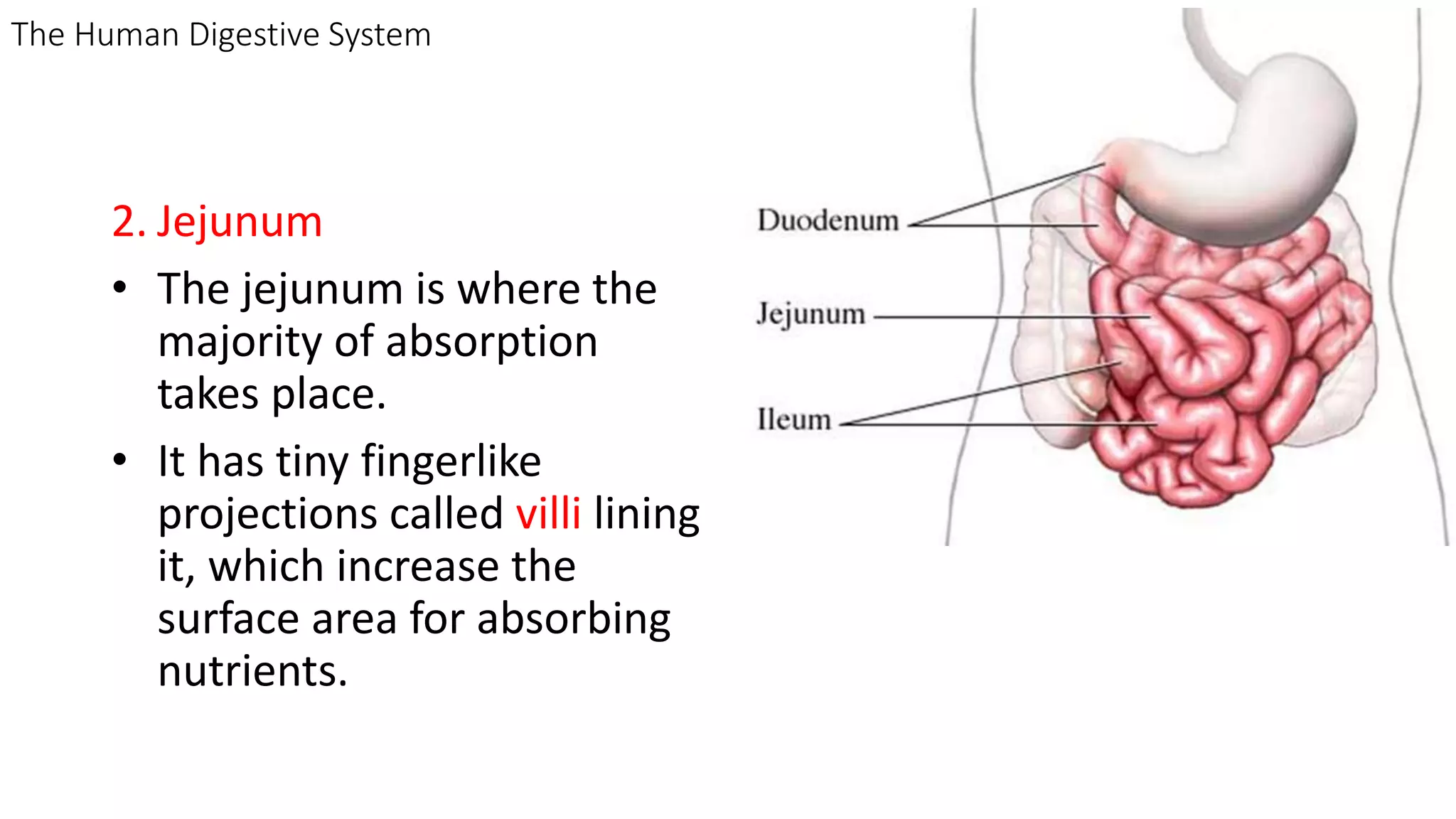 Human Digestive System | PPTX