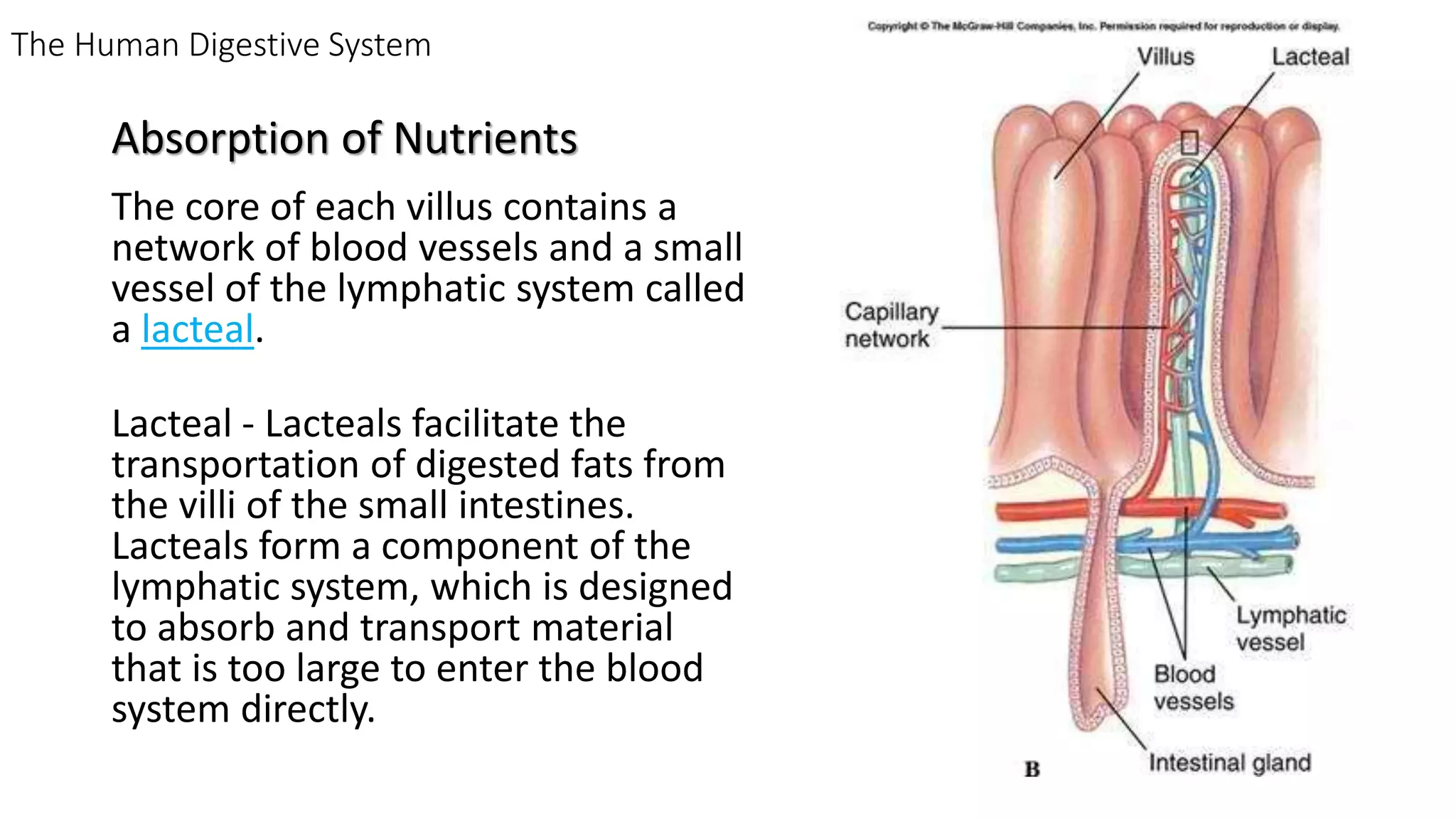 Human Digestive System | PPTX
