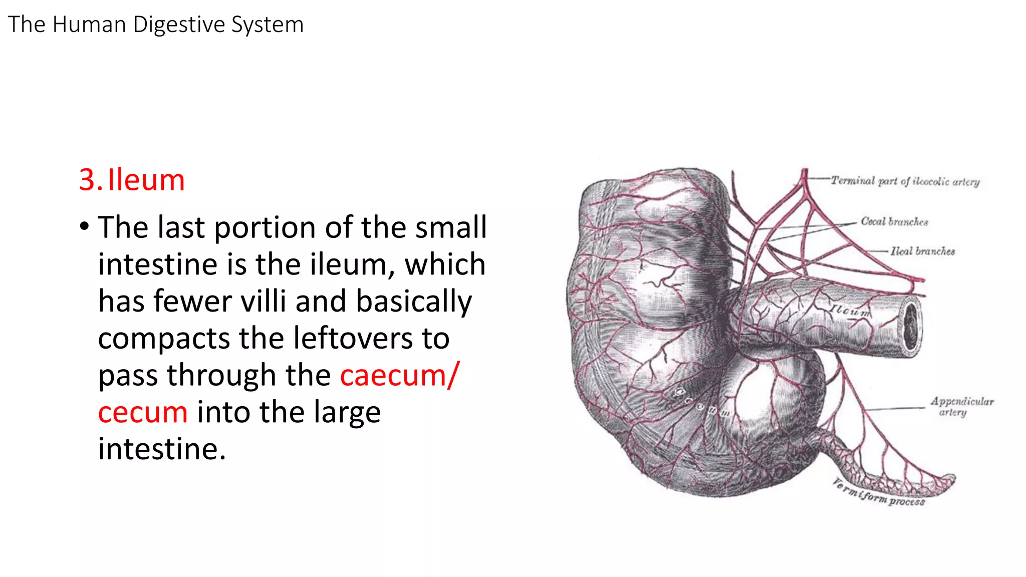 Human Digestive System | PPTX