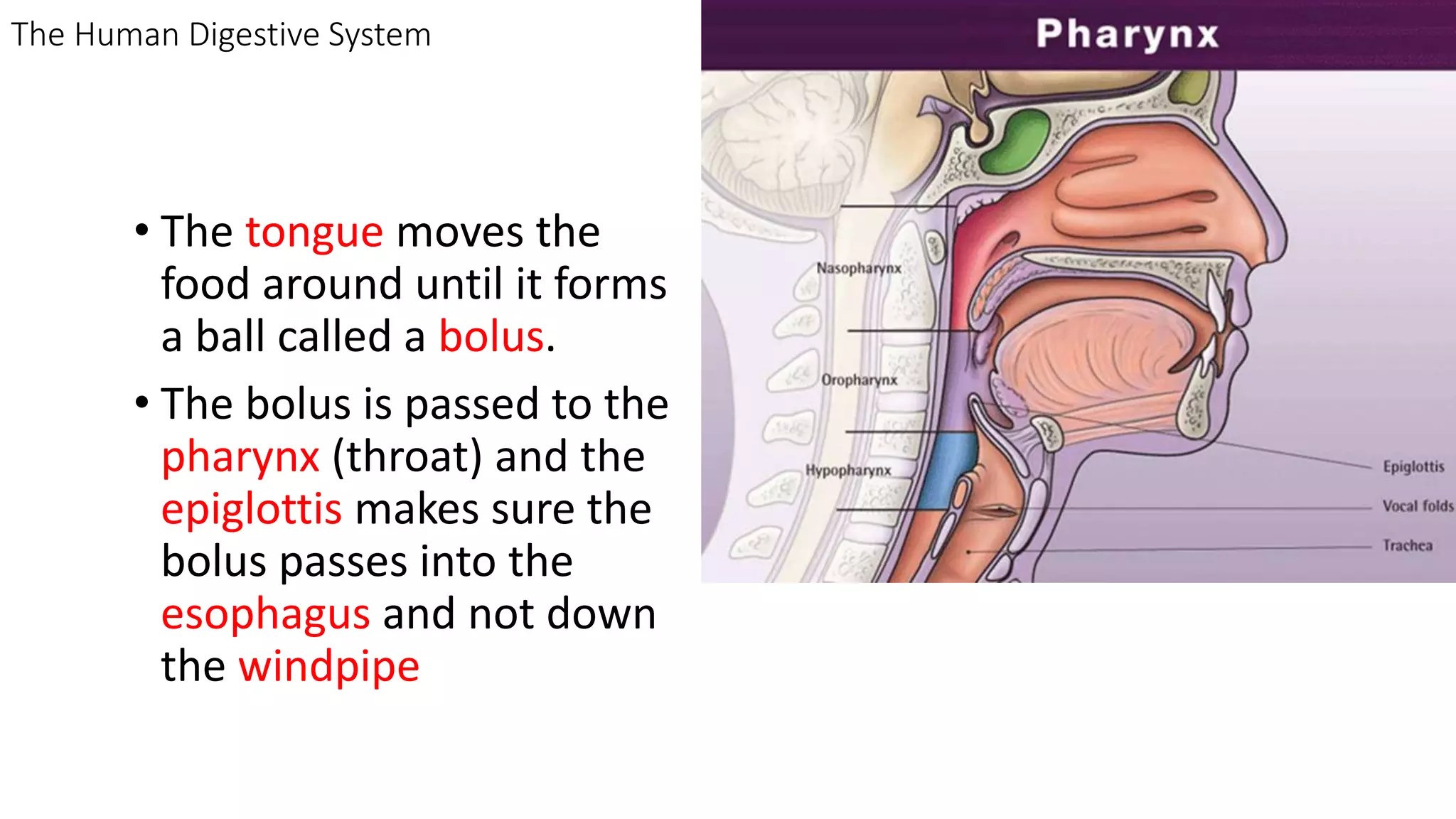 Human Digestive System | PPTX