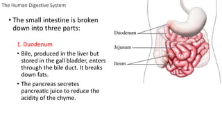 Human Digestive System | PPTX