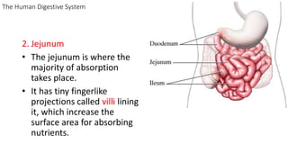 Human Digestive System | PPTX