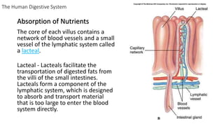 Human Digestive System | PPTX