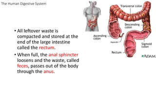 Human Digestive System | PPTX