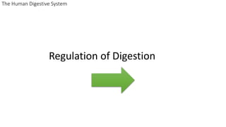 Human Digestive System | PPTX