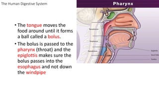 Human Digestive System | PPTX