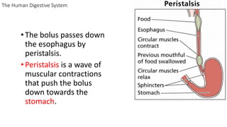 Human Digestive System | PPTX