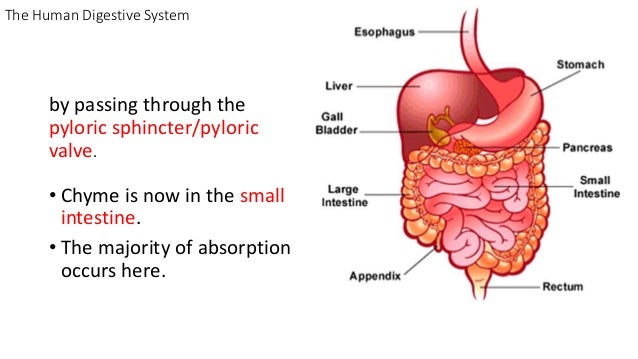 Human Digestive System