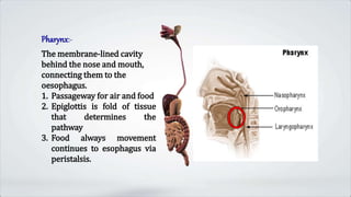 Human digestive system | PPTX