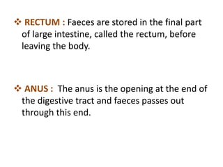 Human digestive system | PPTX