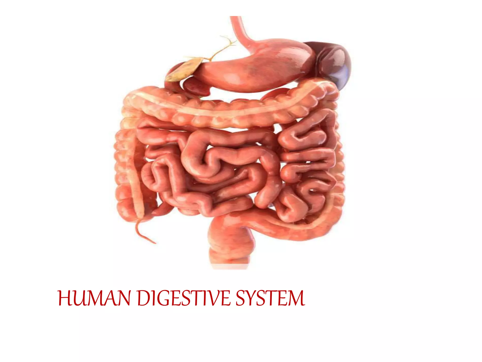 Human digestive system | PPTX