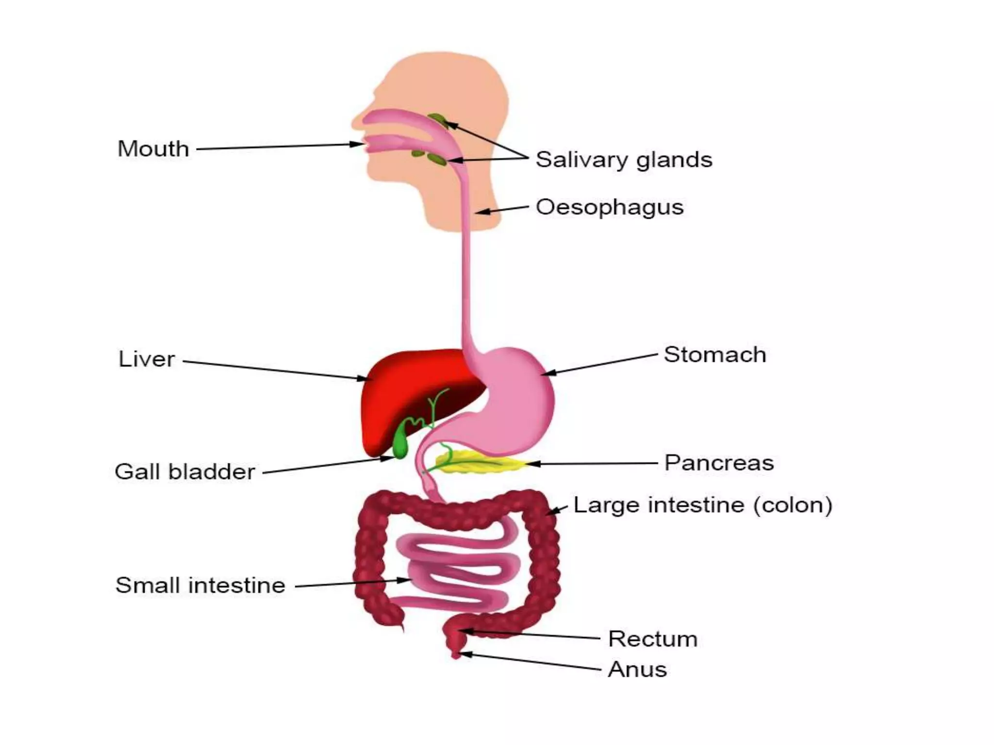 Human digestive system | PPTX