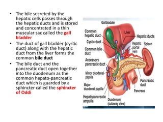 Human digestive system | PPTX