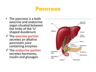 Human digestive system | PPTX