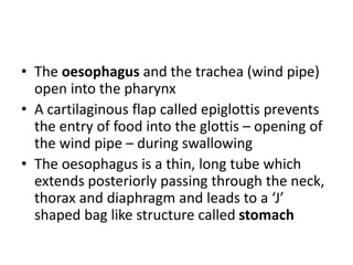 Human digestive system | PPTX | Digestive Disorders | Diseases and ...
