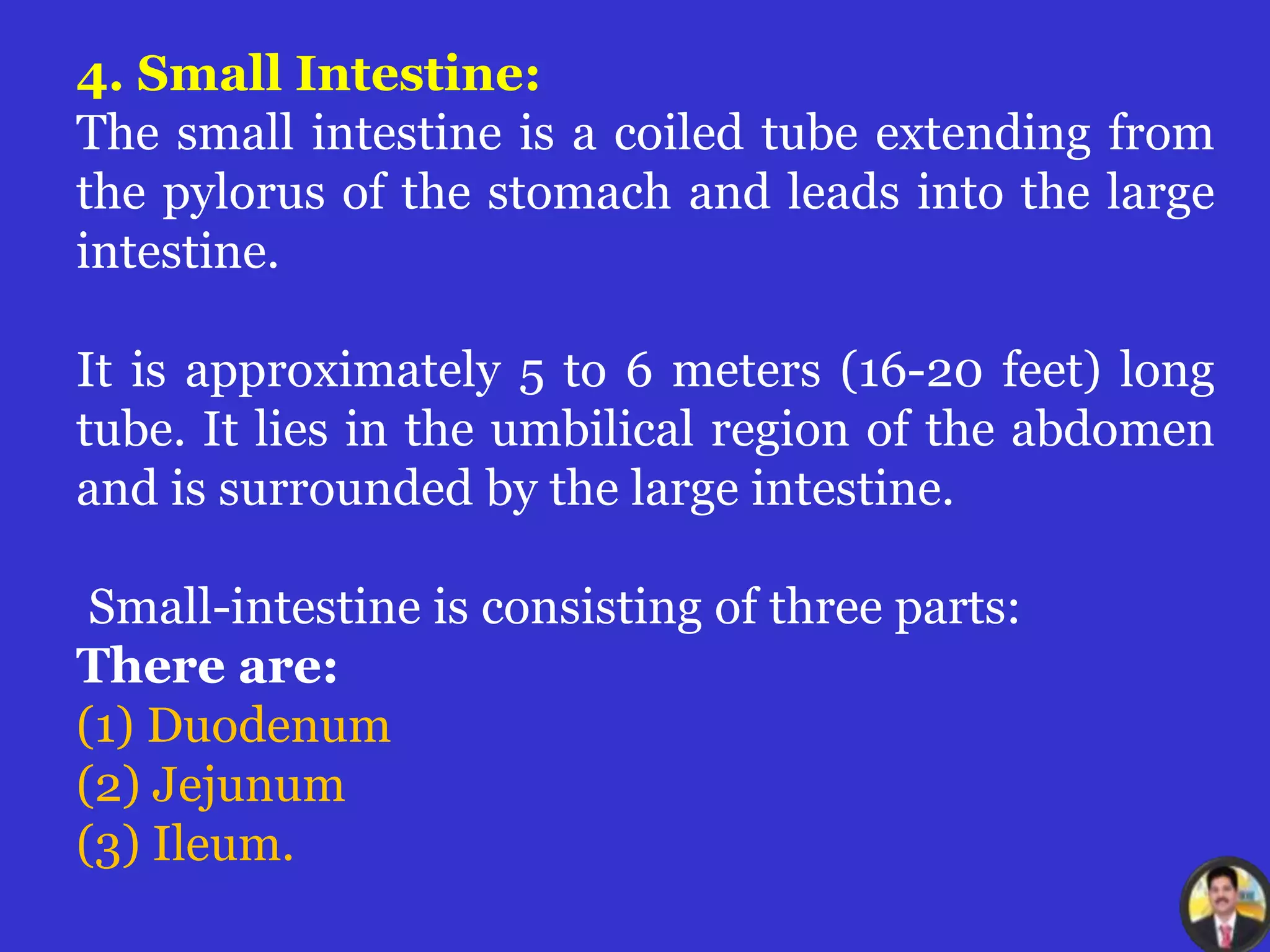 Human digestive system | PPTX
