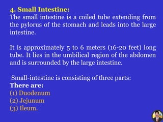 Human digestive system | PPTX