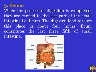 Human digestive system | PPTX | Dental Health | Diseases and Conditions