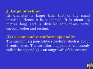 Human digestive system | PPTX | Dental Health | Diseases and Conditions