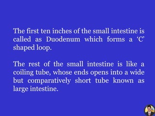 Human digestive system | PPTX | Dental Health | Diseases and Conditions