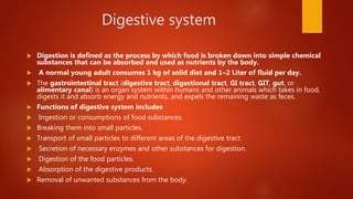 Human digestive system | PPT