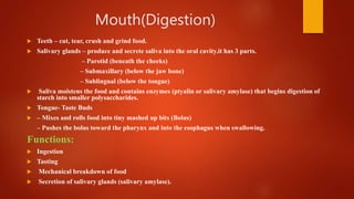 Human digestive system | PPT
