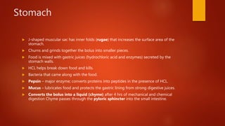 Human digestive system | PPT