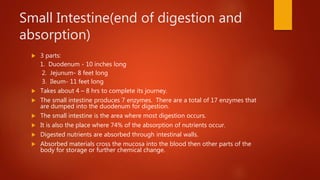 Human digestive system | PPT