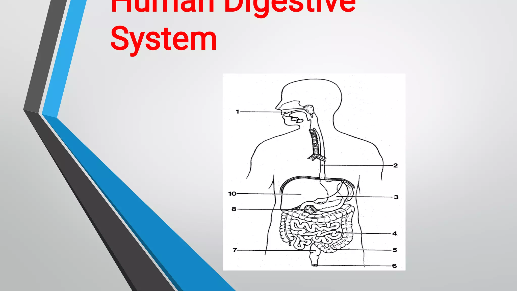 Human digestive system odia | PDF