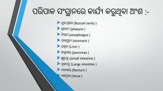 Human digestive system odia | PDF