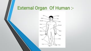 Human digestive system odia | PDF