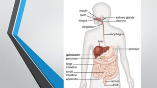 Human digestive system odia | PDF