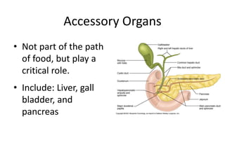 HUMAN DIGESTIVE SYSTEM.ppt