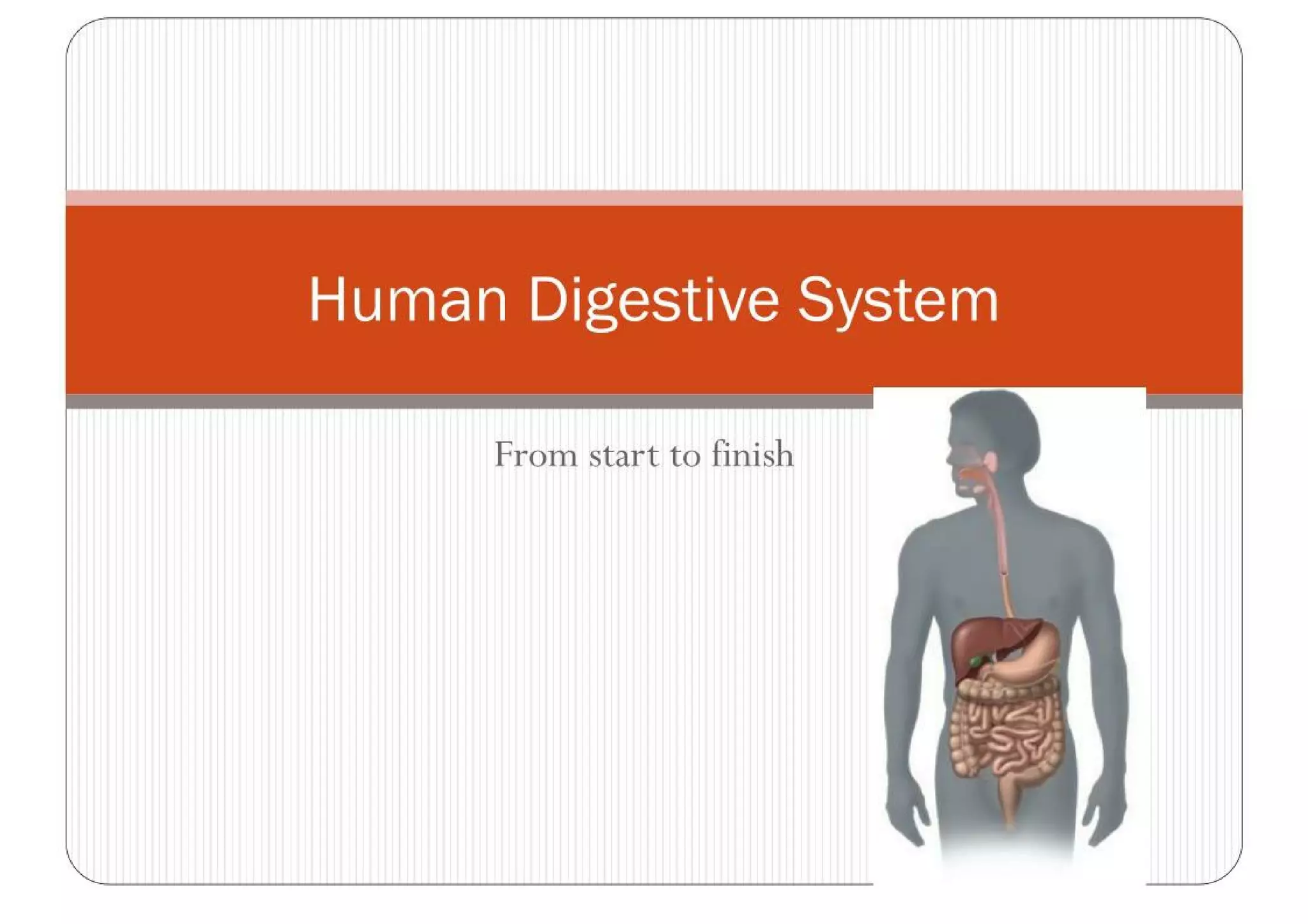Human Digestive System Ppt