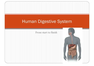 Human Digestive System | PPT
