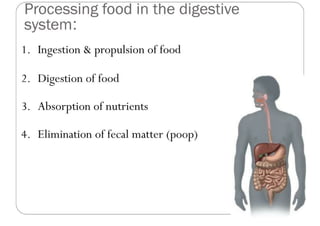 Human Digestive System | PPT