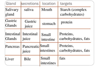 Human Digestive System | PDF