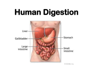 Human digestive system_structure and function.pptx